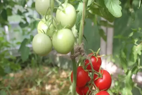 ایمنی به بیماری ها