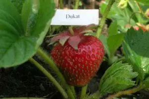 Beschreibung und Merkmale von Erdbeeren Doppelgrad, Landung und Pflege