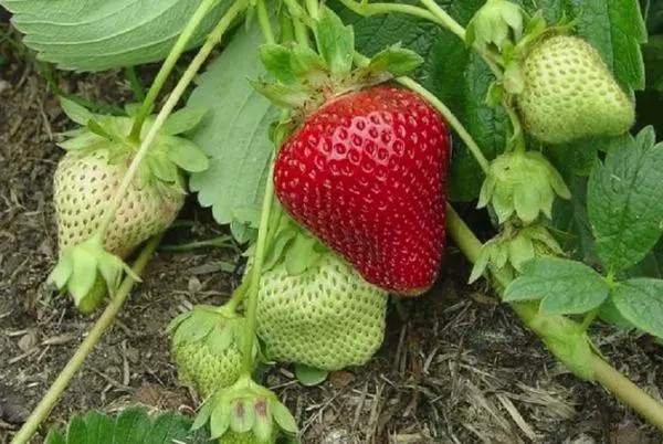 Kumena strawberries