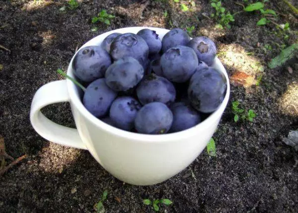blueberry ໃນວົງມົນ