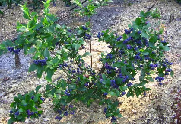 Sollings of blueberries.
