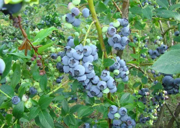 Buah-buahan blueberry.