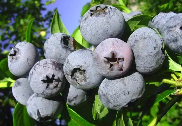 Blueberry maduro