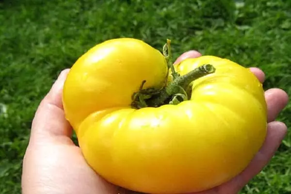 Moden tomat.