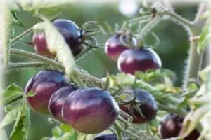 Descrição do tomate Tomata azul P20, características de crescimento e cuidados