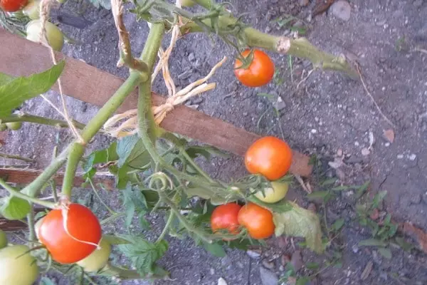 أصناف الطماطم