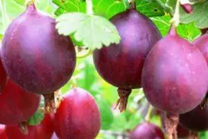 Top 20 migliori tipi di uva spina per Siberia e Urali con Descrizione