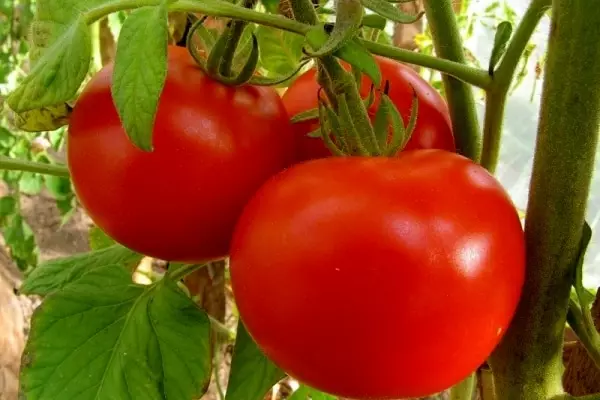 Bushar Tomato bróðir 2 F1
