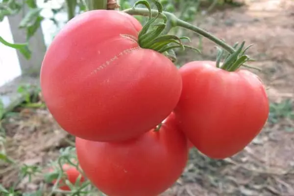 Krūmi tomātu brālis 2 f1