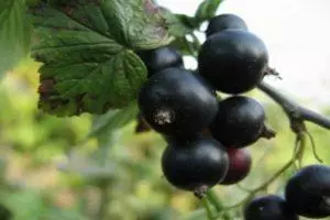 Beskrivelse af sorte currant sorter mysterium, plantning og pleje