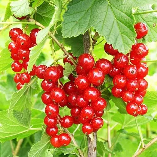Red currants.