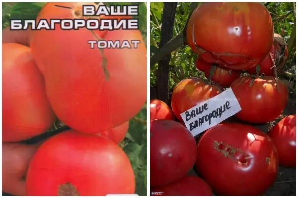 Pomidor şərəfinizi toxumlayır