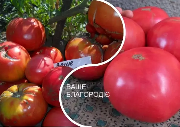 Utseende av tomat din ære