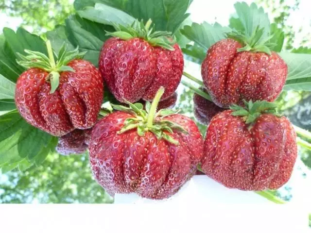 Strawberry kuqala grader