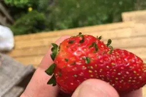 How from the berries get strawberry seeds, gathering rules at home