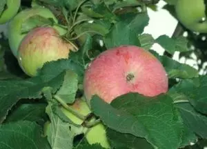 Description and characteristics of a variety of apple trees Spartak, facilities of planting and growing