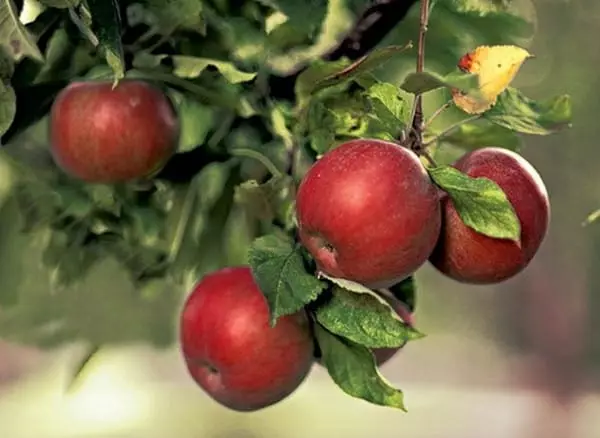 Apple Tree Legend.