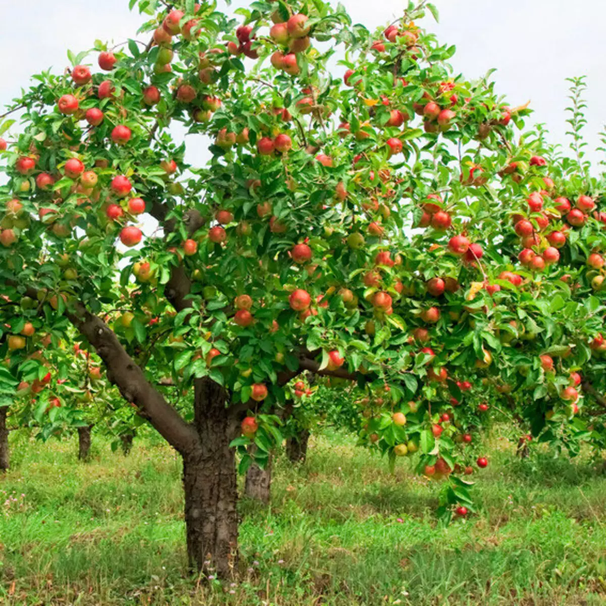 Apple Tree Legend.