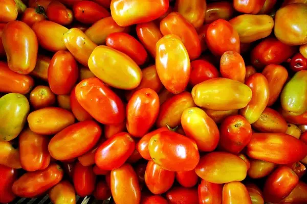 Pomidor Irenening tashqi ko'rinishi