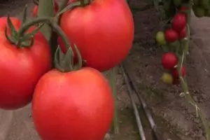 Karakterizaĵoj de la tomata amaskunveno tomato, ĝia rendimento