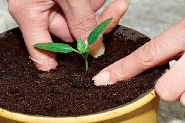 Picking de tomate