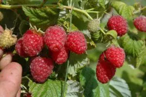 The best varieties of large, sweet and removable raspberry for Siberia with a description