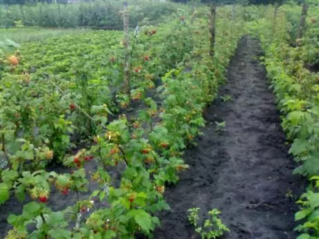 Brush raspberries.