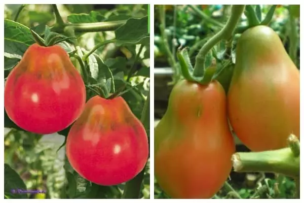 Sementes de tomate Rose Crimea