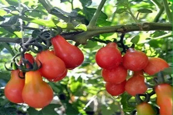 Tufișuri de tomate din Crimeea a crescut