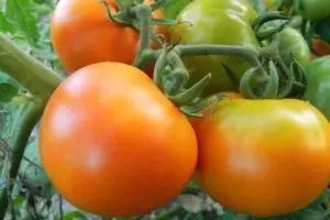 Descrición da variedade da nai de ouro de tomate e as súas características