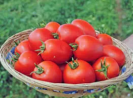 Apariencia tomate namib