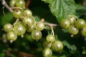 Beskrivning och egenskaper hos gröna vinbärsorter, växande och omsorg