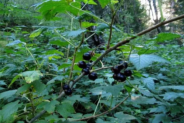 Bush Fruit.