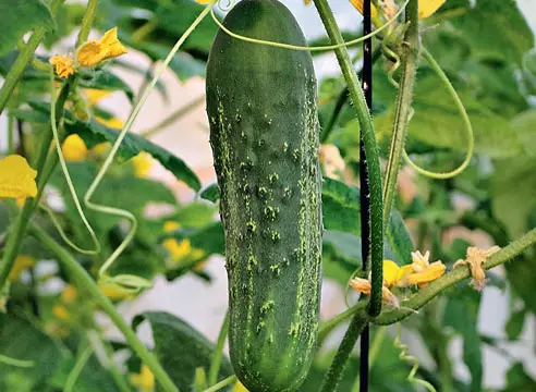 Emel Cucumber sebakeng se bulehileng