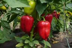 Hvorefter du kan plante den bulgarske peber for det næste år