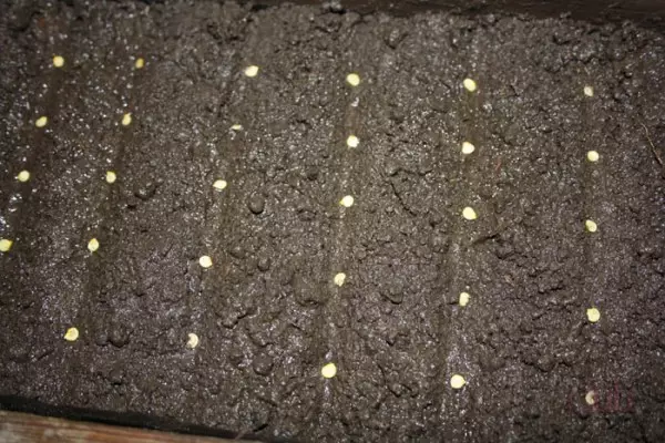 Semințe de piper în pământ