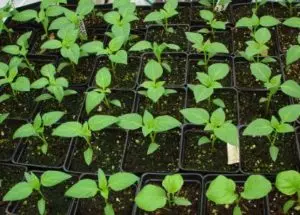 Paano ko makilala ang mga seedlings ng mapait na paminta mula sa matamis, pangangalaga at paglilinang sa bahay