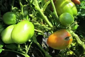Beschreiwung vun der Tomato Maiden Häerzer, Charakteristiken a Grad