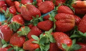 Danasîn û taybetmendiyên Mîhrîcana Grade Strawberry, erd û lênêrîn