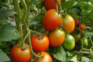 番茄品種的描述複選框，其特徵和產量