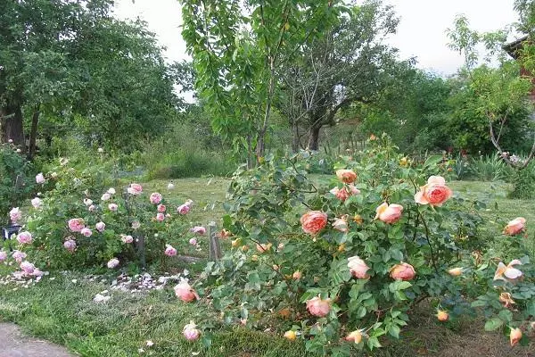 Cría en el jardín