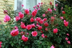 Regler for landing, dyrking og omsorg for mange roser i åpen jord