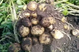 Aprašymas bulvių burtininko, jo savybių ir derliaus