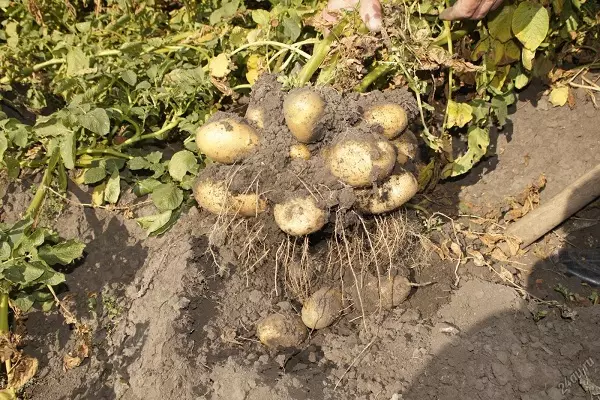 Kartupeļu Tulejevskis