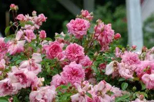 Beskrivelse af sorter af stambulære roser, landing og pleje i den åbne jord