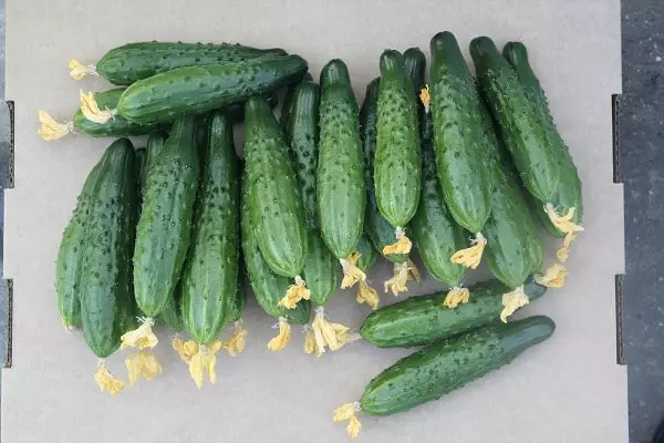 Cucumbers Athlets