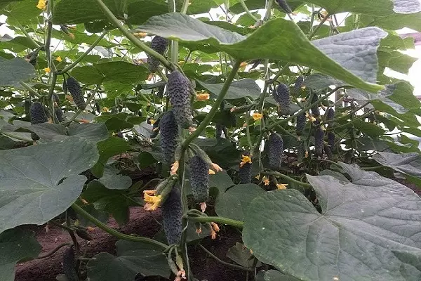 Cucumbers Lukair.