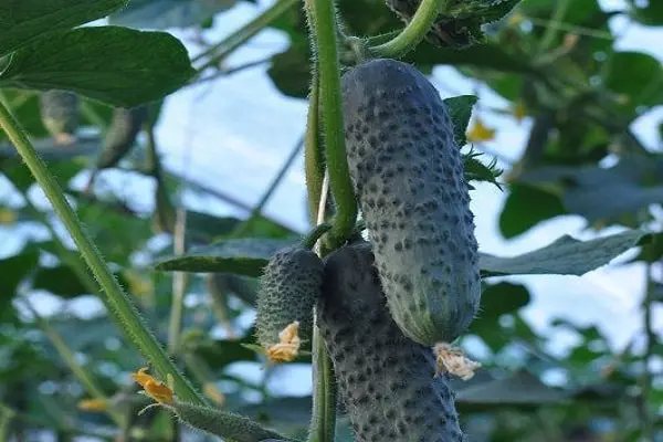 Kokwamba a seedlings