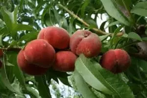 Paglalarawan ng mga varieties ng muwebles ng muwebles, kapaki-pakinabang na mga katangian at lumalagong