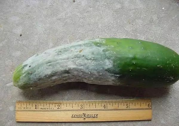 Phytoofluorosis fan komkommers